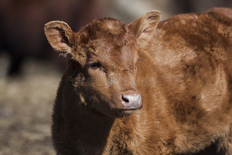Little Cattles Calf Strain Beef Master Happy in the Kui Buri Grassland ...
