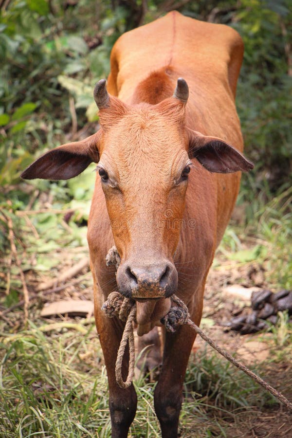 Brown Calf on the Field - Clean Brown Cow Standing on the Field in ...