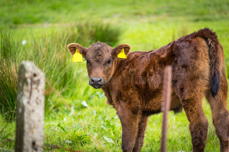 A Brown Calf in the Fields in Spring, Glen Mavis, Scotland, UK Stock ...
