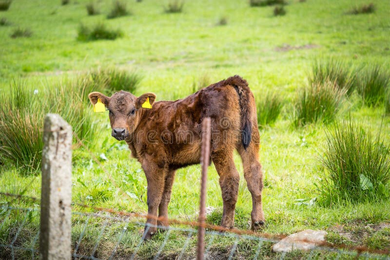 A Brown Calf in the Fields in Spring, Glen Mavis, Scotland, UK Stock ...