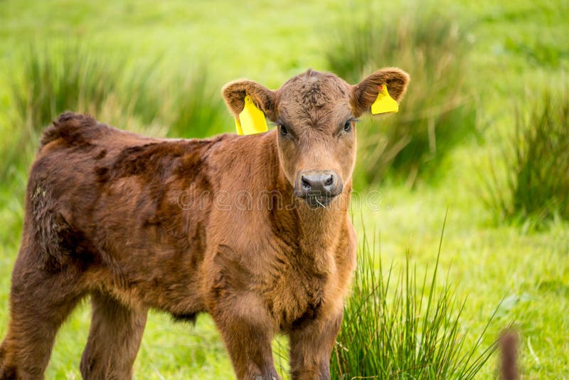 A Brown Calf in the Fields in Spring, Glen Mavis, Scotland, UK Stock ...