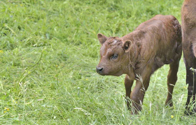 Baby brown calf in grass stock image. Image of cute - 137579371