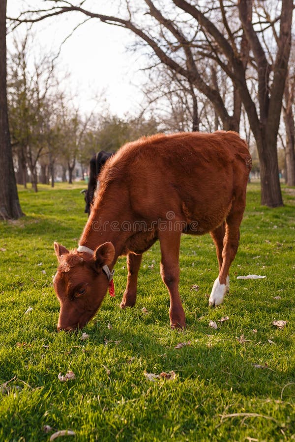 Brown Calf Grazing in Sun Light. Young Cow Eating Grass Stock Photo ...