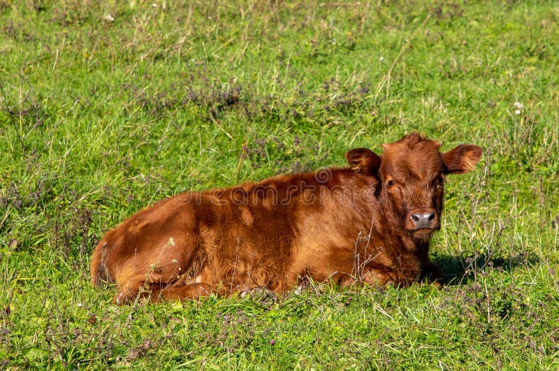 A Brown Calf Sitting on the Grass Stock Image - Image of rural, nature ...
