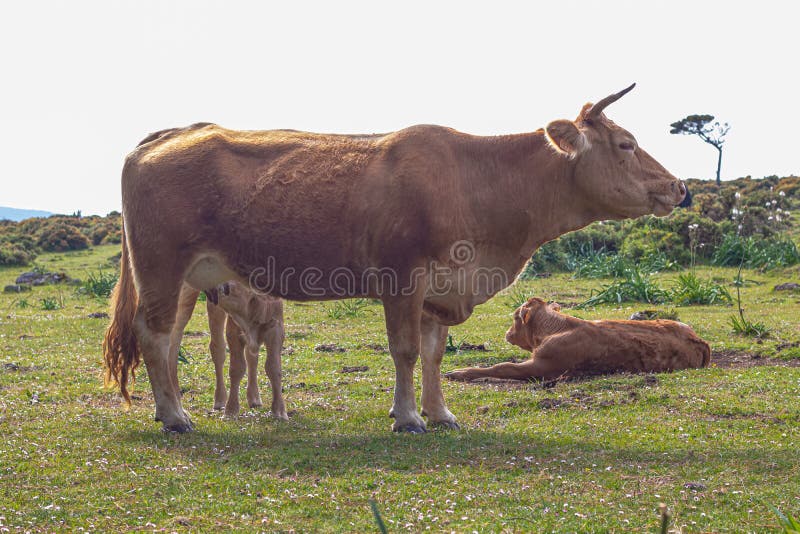 267 Calf Sucking Photos - Free & Royalty-Free Stock Photos from Dreamstime
