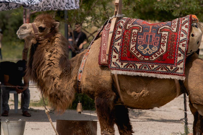 Brown Camel Picture. Image: 112809413