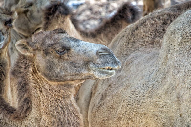 Brown Camel Close Up Portrait Stock Photo - Image of portrait, camels ...
