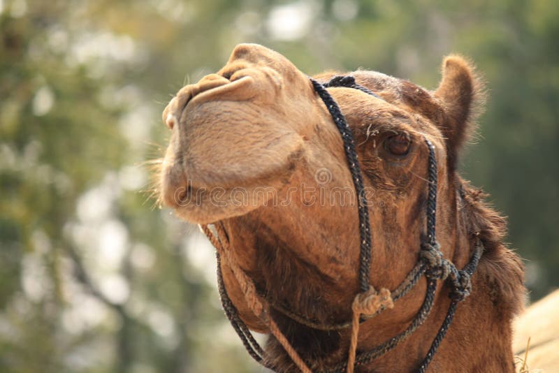 Brown Camel Photography Picture. Image: 109913561
