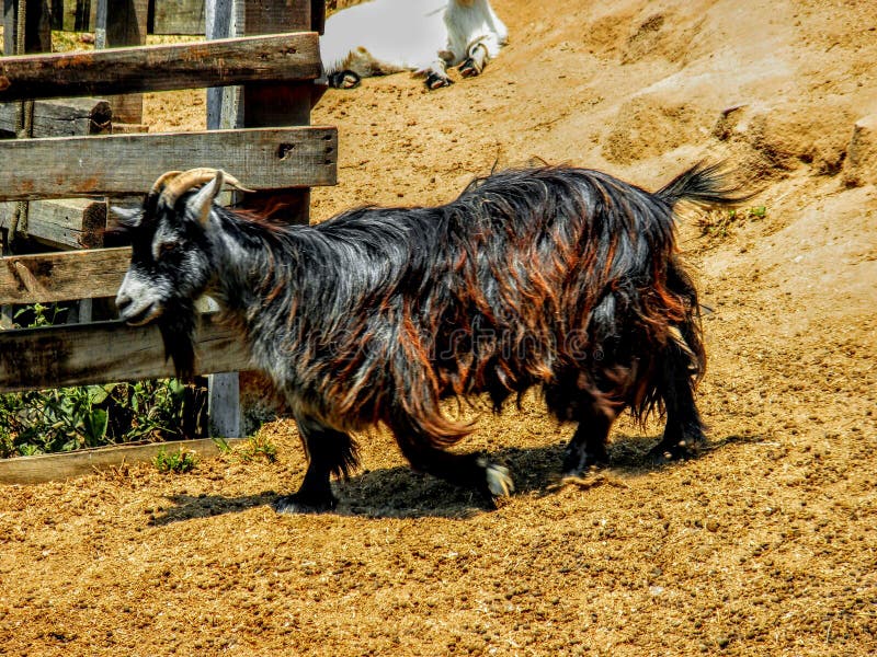 Brown, Capro in Bianco E Nero Con Pelliccia Ed I Corni Lunghi Immagine ...