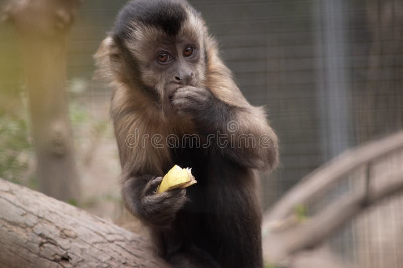 The Brown Capuchin is Eating Fruit Stock Photo - Image of primate ...