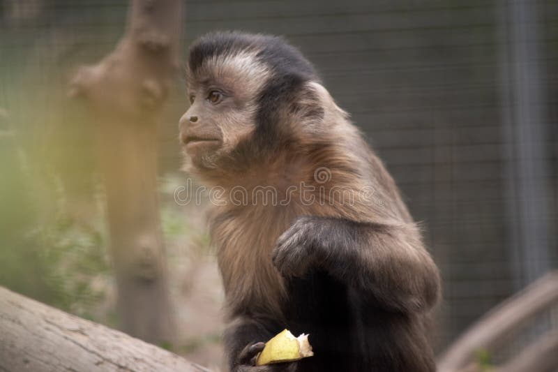 The Brown Capuchin Monkey is Eating Stock Image - Image of wildlife ...