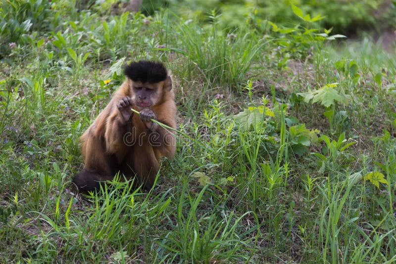 Brown Capuchin Monkey, Cabus Apella Stock Image - Image of south, grass ...