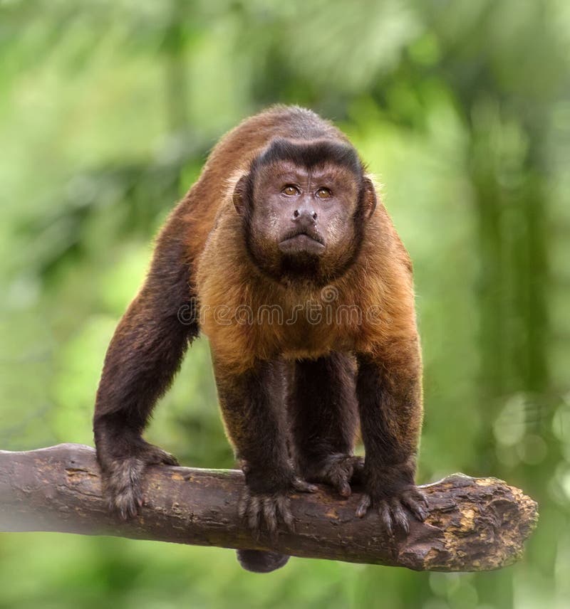 Brown capuchin monkey stock image. Image of cebus, apella - 54761299