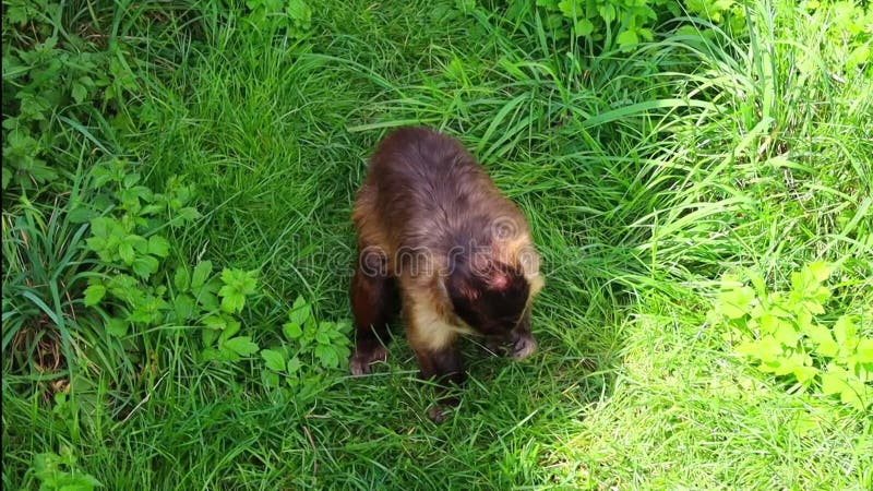 A Brown Capuchin Monkey Hides in Thick Grass and Feeds Stock Footage ...