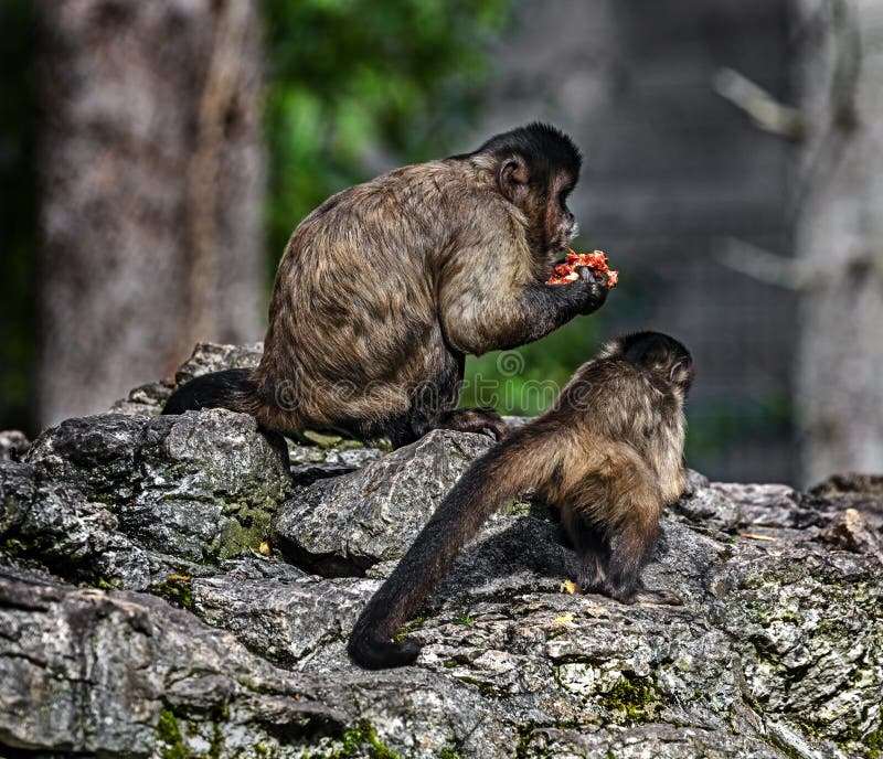 Brown Capuchin on the Rock 3 Stock Photo - Image of creature, strong ...
