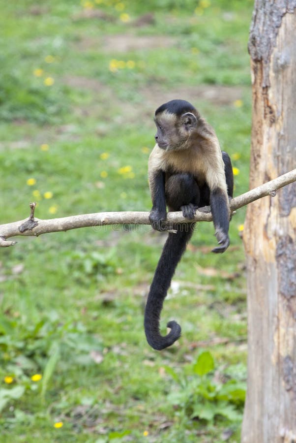 Brown Capuchin or Black-striped Capuchin or Bearded Capuchin, Cebus ...