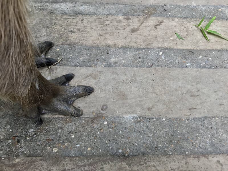 2,344 Capybara Hydrochoerus Hydrochaeris Stock Photos - Free & Royalty ...