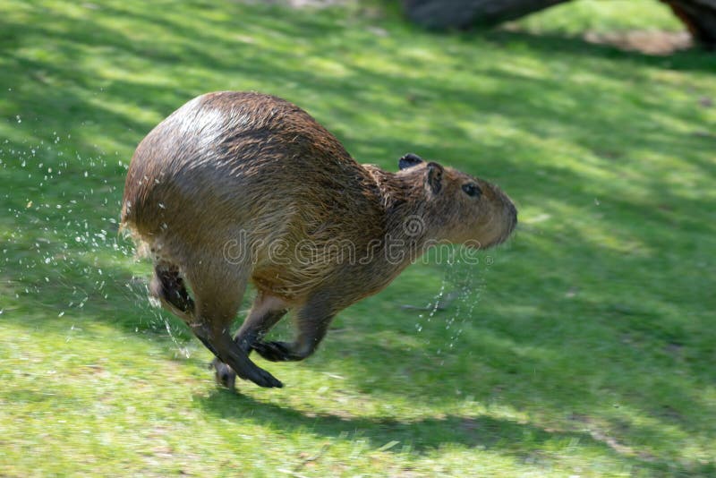 Brown Capybara Feet, Capybara Standing on Cement Floor Stock Photo ...