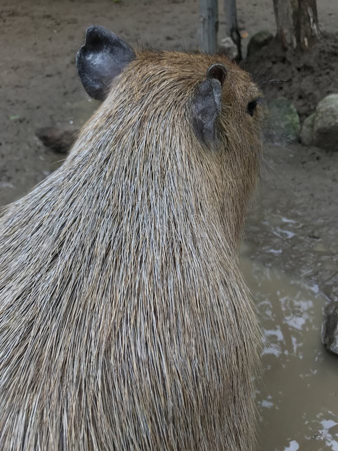 Brown capybara in open zoo stock photo. Image of rodent - 97713754