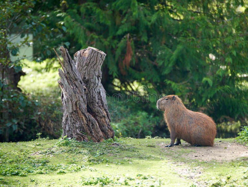Brown Capybara Sitting by a Tree Trunk at the Zoo Stock Photo - Image ...