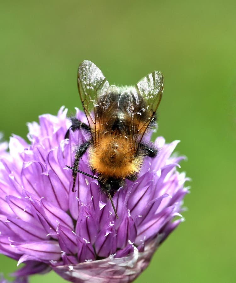 Brown Carder Bee foto de stock. Imagem de flor, inseto - 95633730