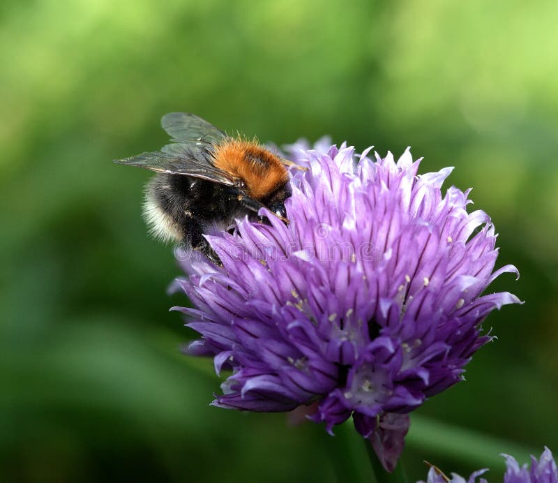 Brown Carder Bee stock image. Image of england, bees - 95633187