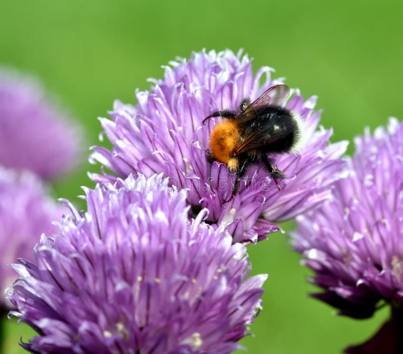 Brown Carder Bee stock photo. Image of england, wildlife - 95633272
