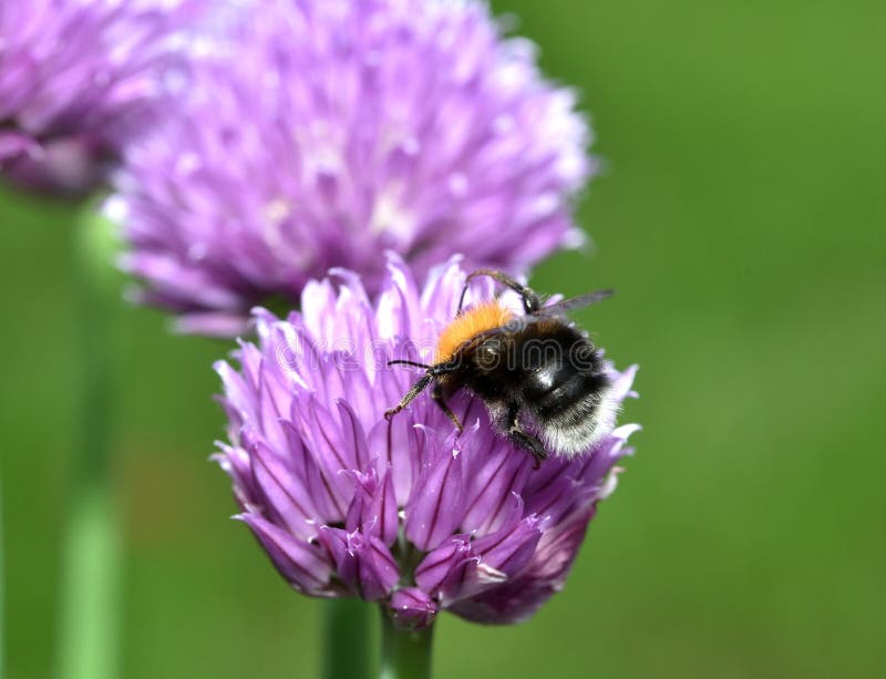 Brown Carder Bee stock photo. Image of england, pascuorum - 95633278
