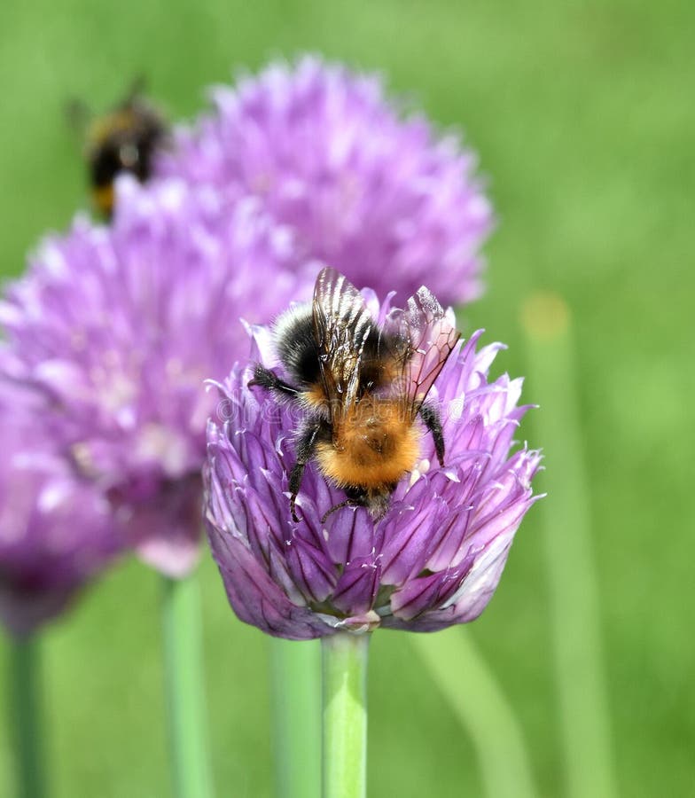 Brown Carder Bee stock photo. Image of pascuorum, bombus - 95633306