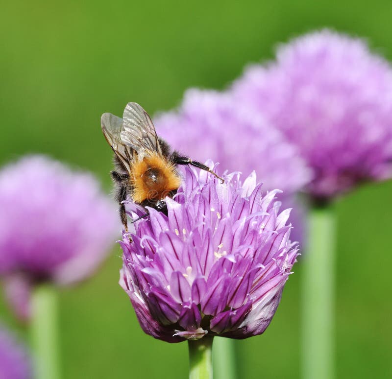 Brown Carder Bee stock image. Image of purple, garden - 95633343