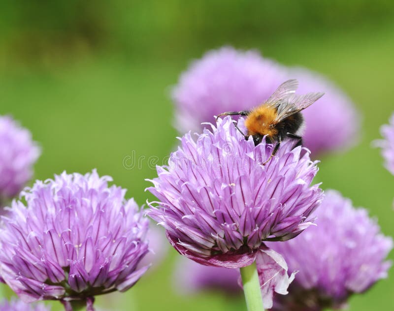 Brown Carder Bee stock image. Image of insect, carder - 95633449