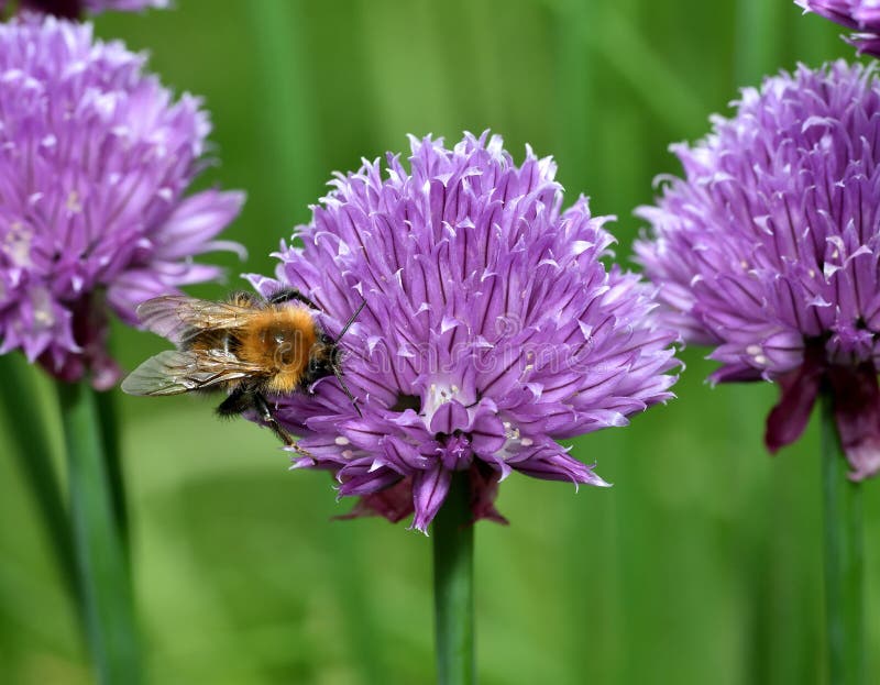 Brown Carder Bee stock image. Image of wildlife, garden - 95633465