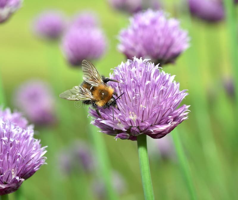 Brown Carder Bee stock image. Image of england, flowers - 95633561