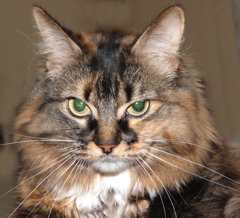 Brown Cat Picture. Image: 116695256