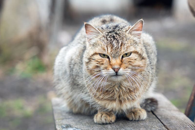 Brown Cat with an Angry Look Sits on an Old Bench Stock Image - Image ...