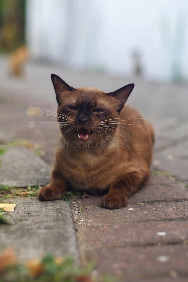 Brown cat angry stock photo. Image of feline, bokeh, angry - 96960800