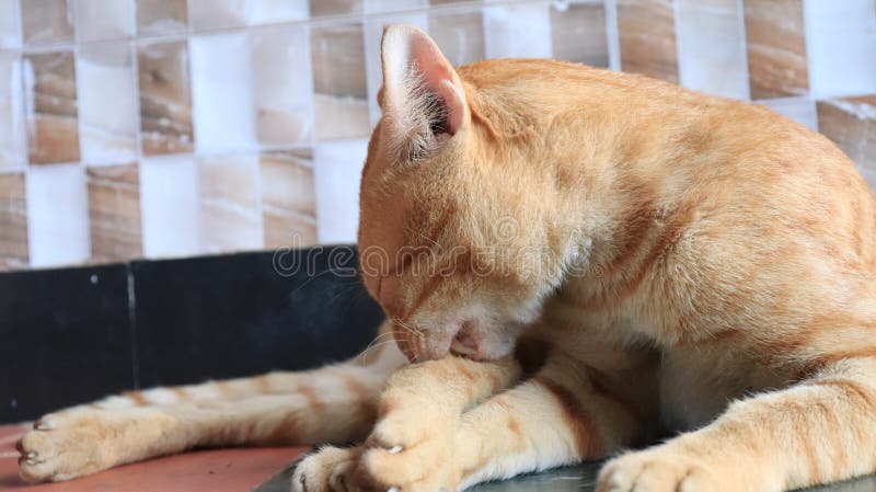 Cat Biting Legs Stock Photos - Free & Royalty-Free Stock Photos from ...