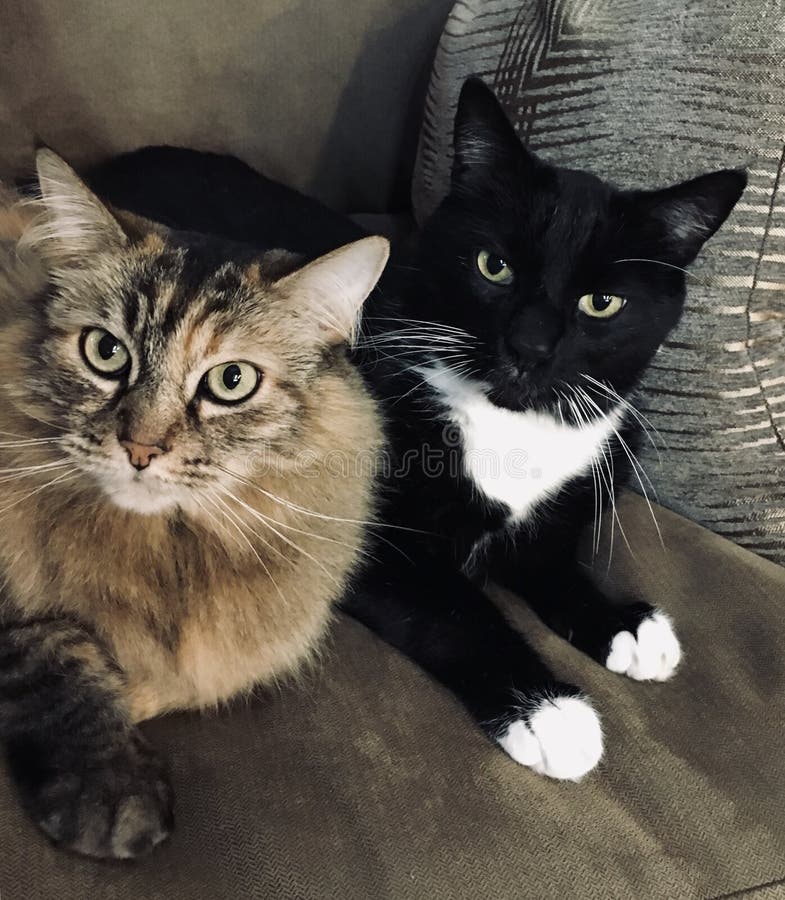 Two cats stock photo. Image of black, white, cats, brown - 133431162