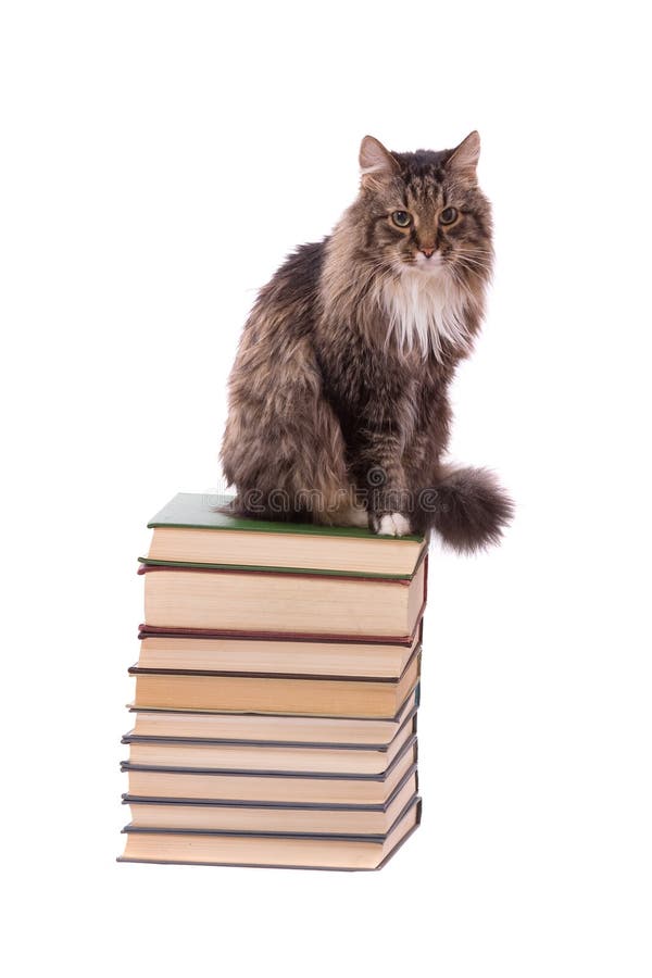 Smart Cat Writing with Books on White Stock Photo - Image of glasses ...