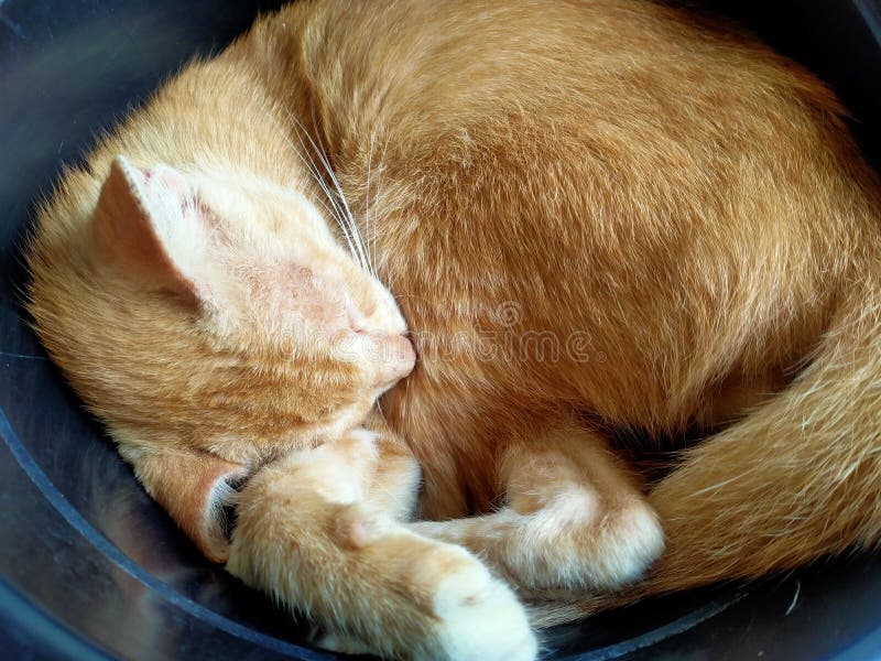 Brown Cat with Cute Sleeping Pose Stock Photo - Image of brown, pose ...