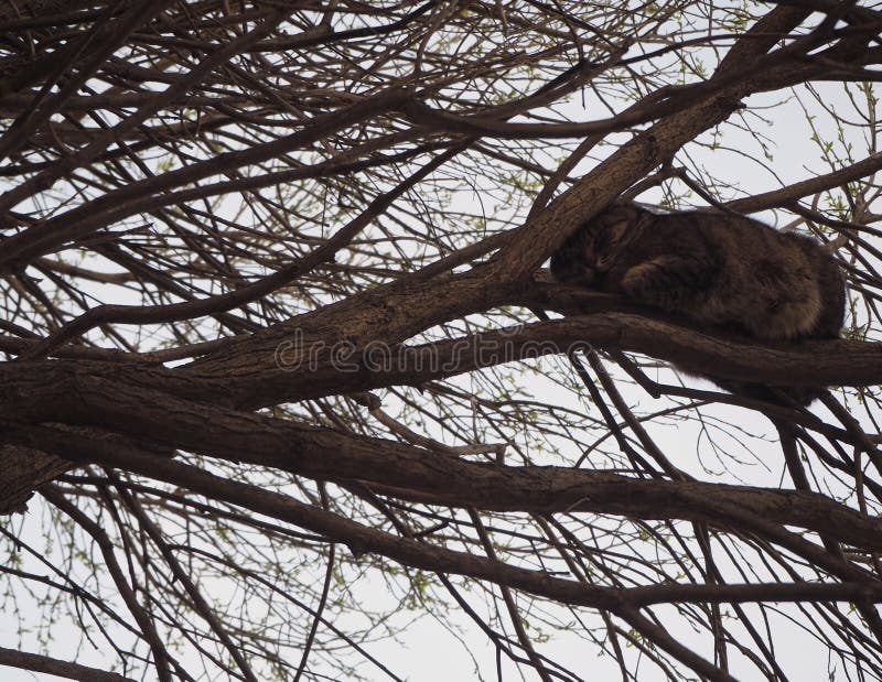 Brown Cat Hidden on the Tree Stock Photo - Image of animals, branch ...