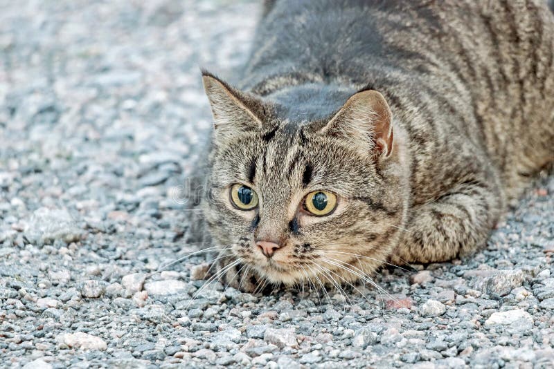 A Brown Cat with Hunting Pose Stock Image - Image of kitten, close ...