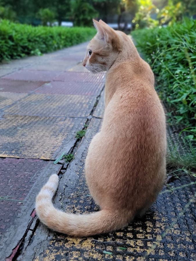 Brown Cat in India stock image. Image of cute, beauty - 332767467