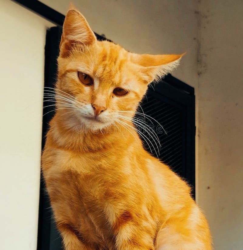 The Brown Cat Just Woke Up?? Stock Photo - Image of woke, brown: 350674656 The Brown Cat Just Woke Up?? Stock Photo - Image of woke, brown: 350674656