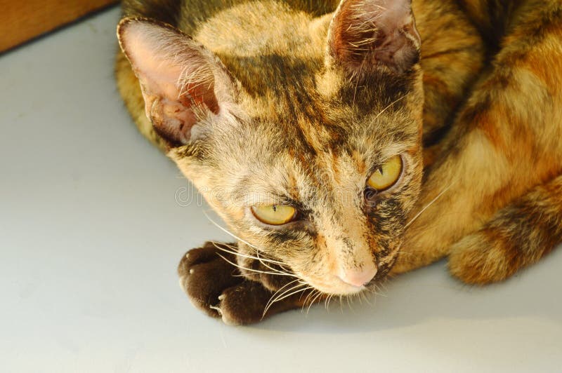 Brown Cat Laying on Tile Floor Stock Photo - Image of floor, feline ...