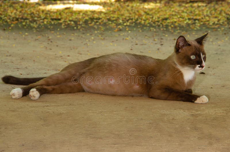 The Brown Cat Lying on the Ground Stock Photo - Image of domestic ...