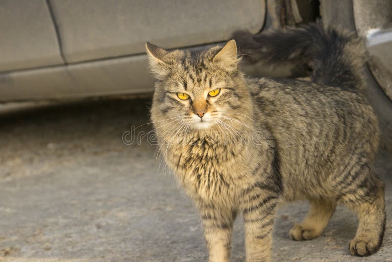 Brown Cat in the Middle of the Day Stock Image - Image of kitten ...