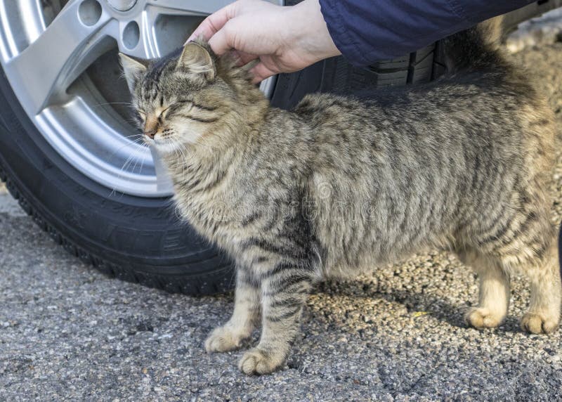 Brown Cat in the Middle of the Day Stock Photo - Image of humor, kitten ...