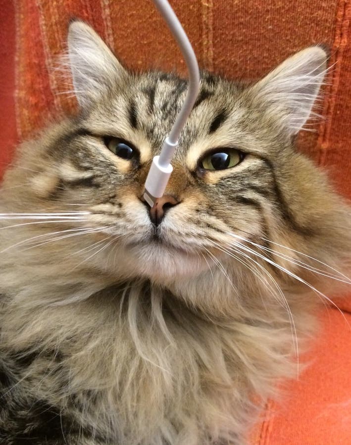 Brown Cat, Playing with a Wire Stock Photo - Image of wire, long: 48755584