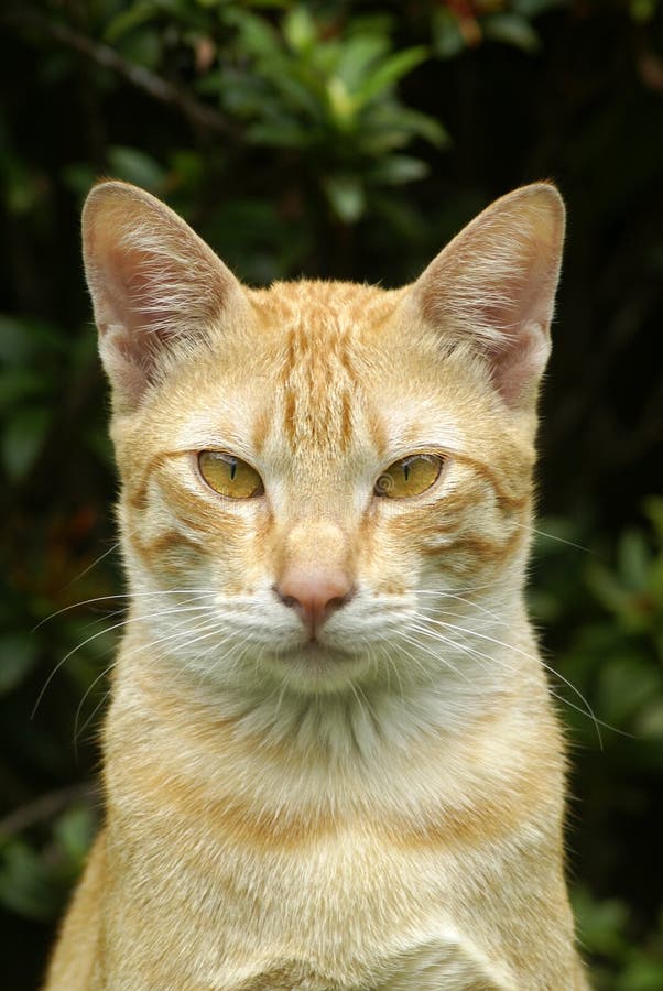 Brown cat portrait stock image. Image of garden, stare - 4443693